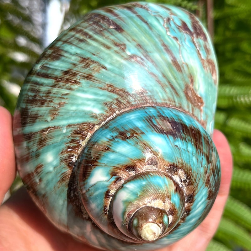 Snail Shells - Etsy