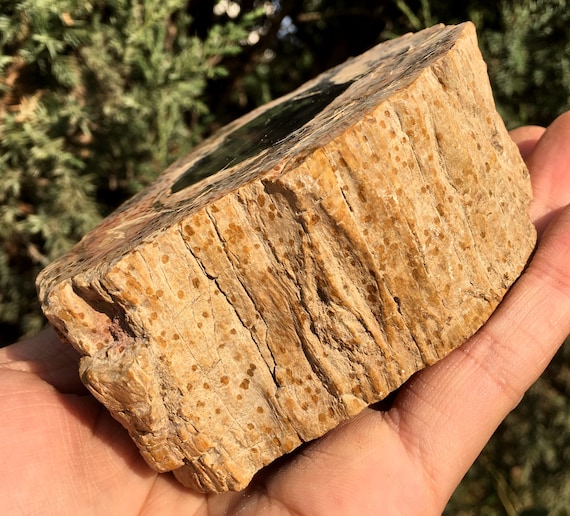 Petrified Wood Stone