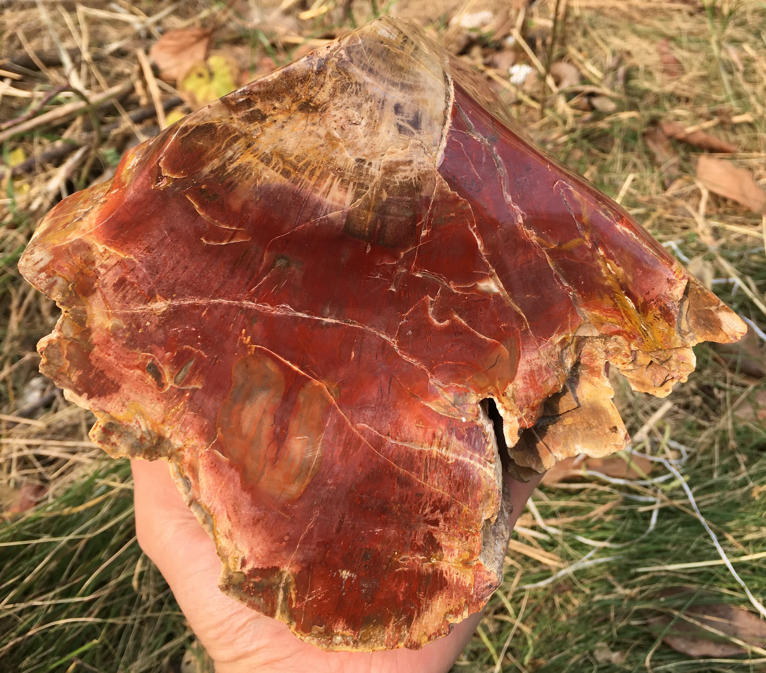 Large Petrified Wood Stone/petrified Wood Free Shape/mineral - Etsy