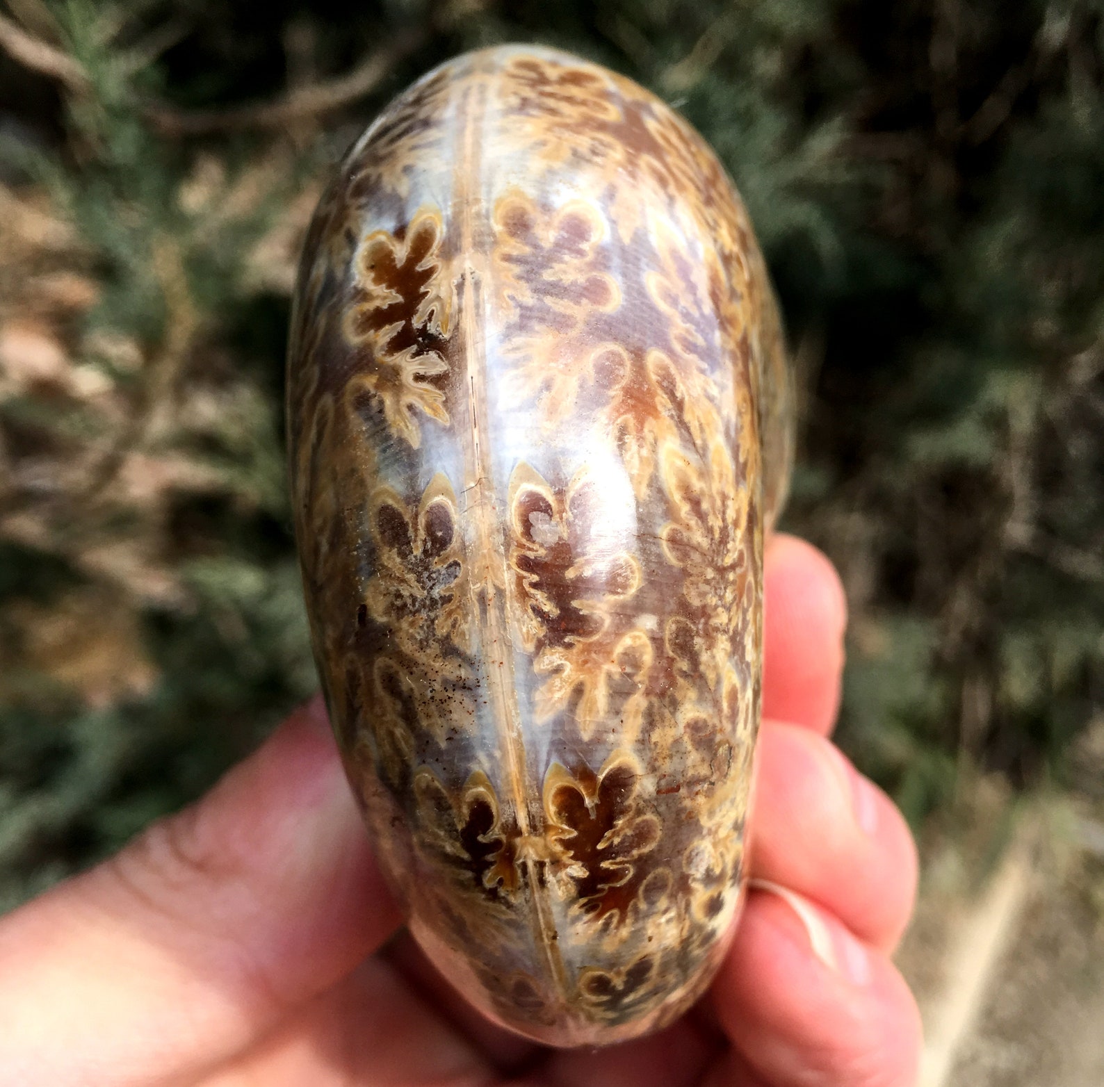 Large Ammonite/polished Ammonite/natural Ammonite/fossils/healing ...
