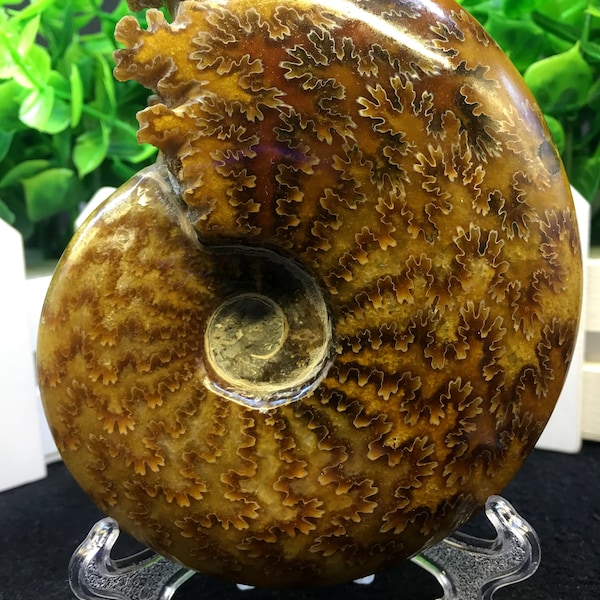 Ammonite Shell - Etsy