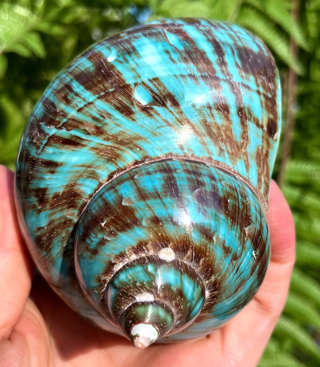 Natural Large Sea Snail Decoration/big Seashell Decor/sea Shell/snail ...