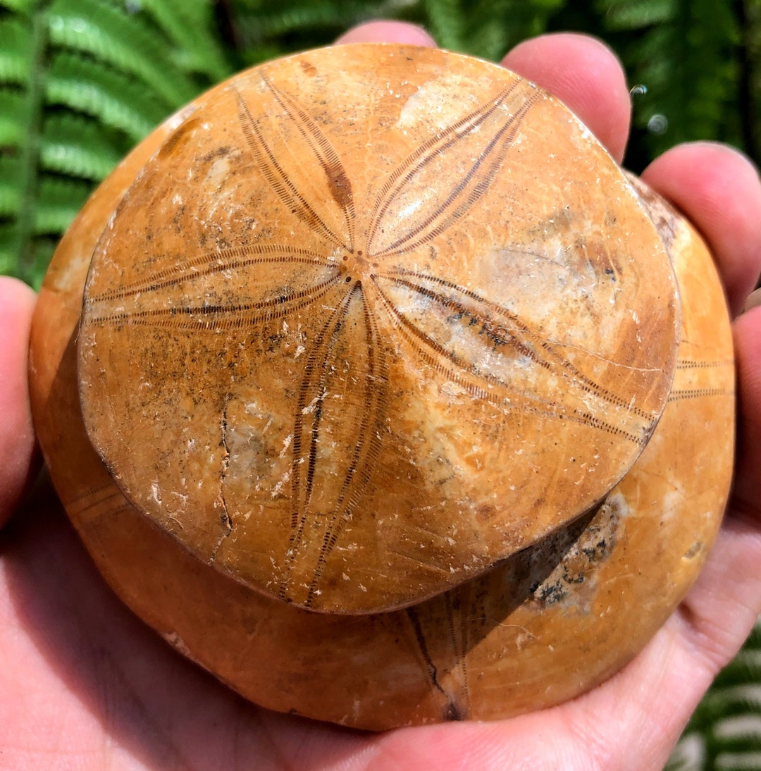Natural Starfish Fossil/polished Starfish Fossil/natural Sea Urchin ...