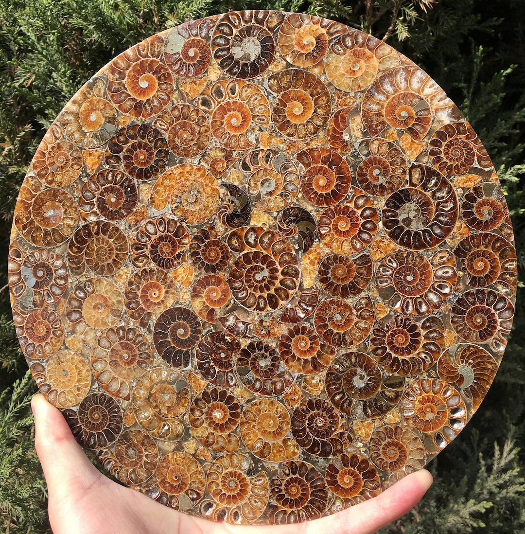Ammonite Shell Jurassic Fossil Disk Half CUT / From Madagascar/110 ...