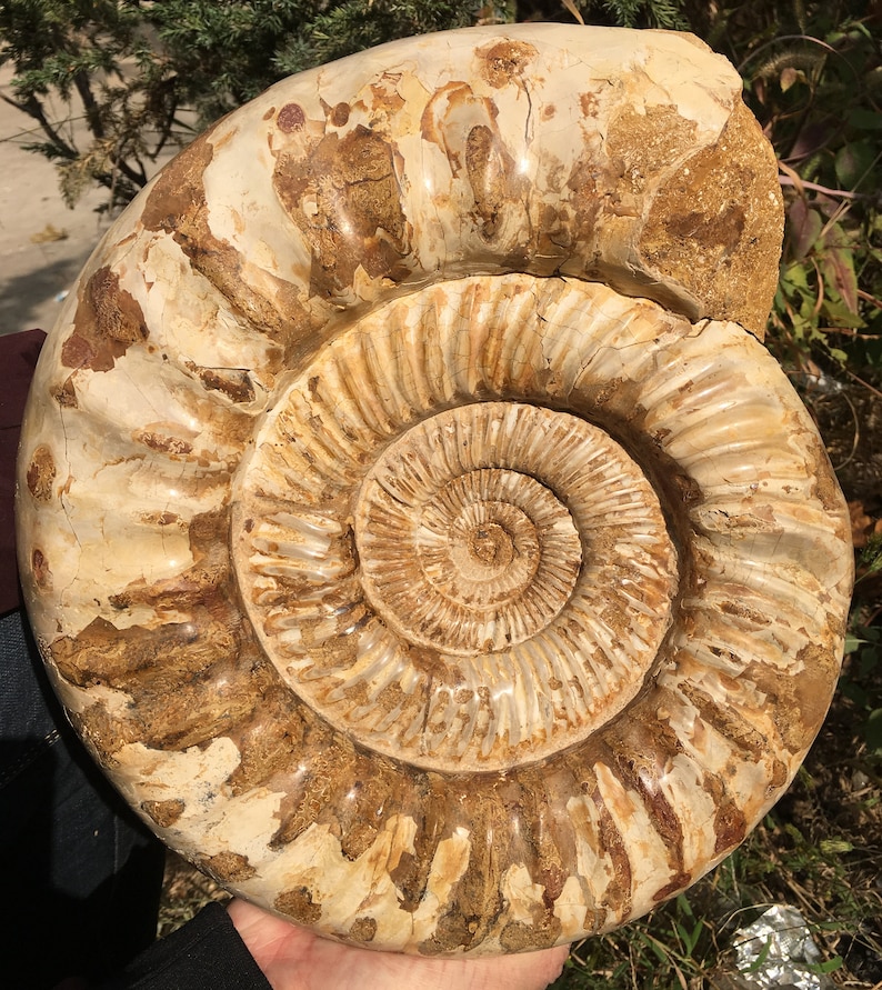 Huge Ammonite/from Madagascar/perisphinctes Species/165 | Etsy