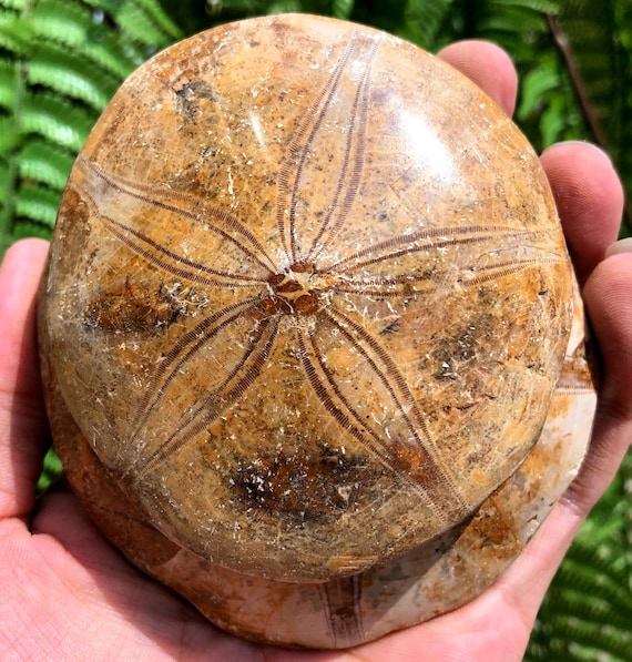 Starfish Fossils