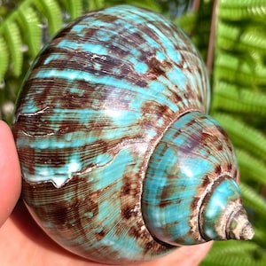 Natural Large Sea Snail Decoration/big Seashell Decor/sea Shell/snail ...