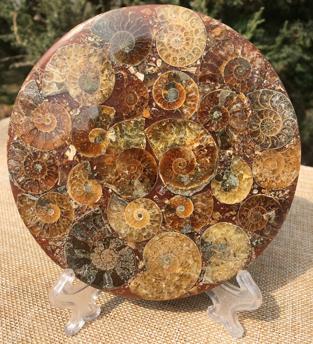 Ammonite Shell Jurassic Fossil Disk Half CUT / From Madagascar/110 ...