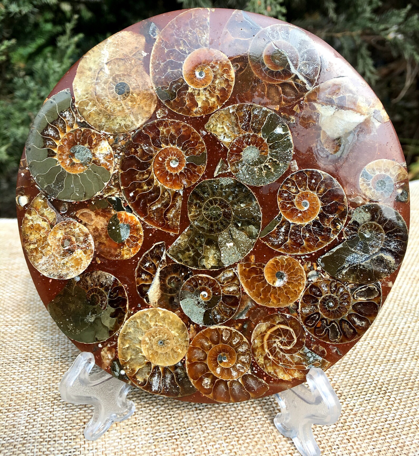 Ammonite Shell Jurassic Fossil Disk Half CUT / From Madagascar/110 ...