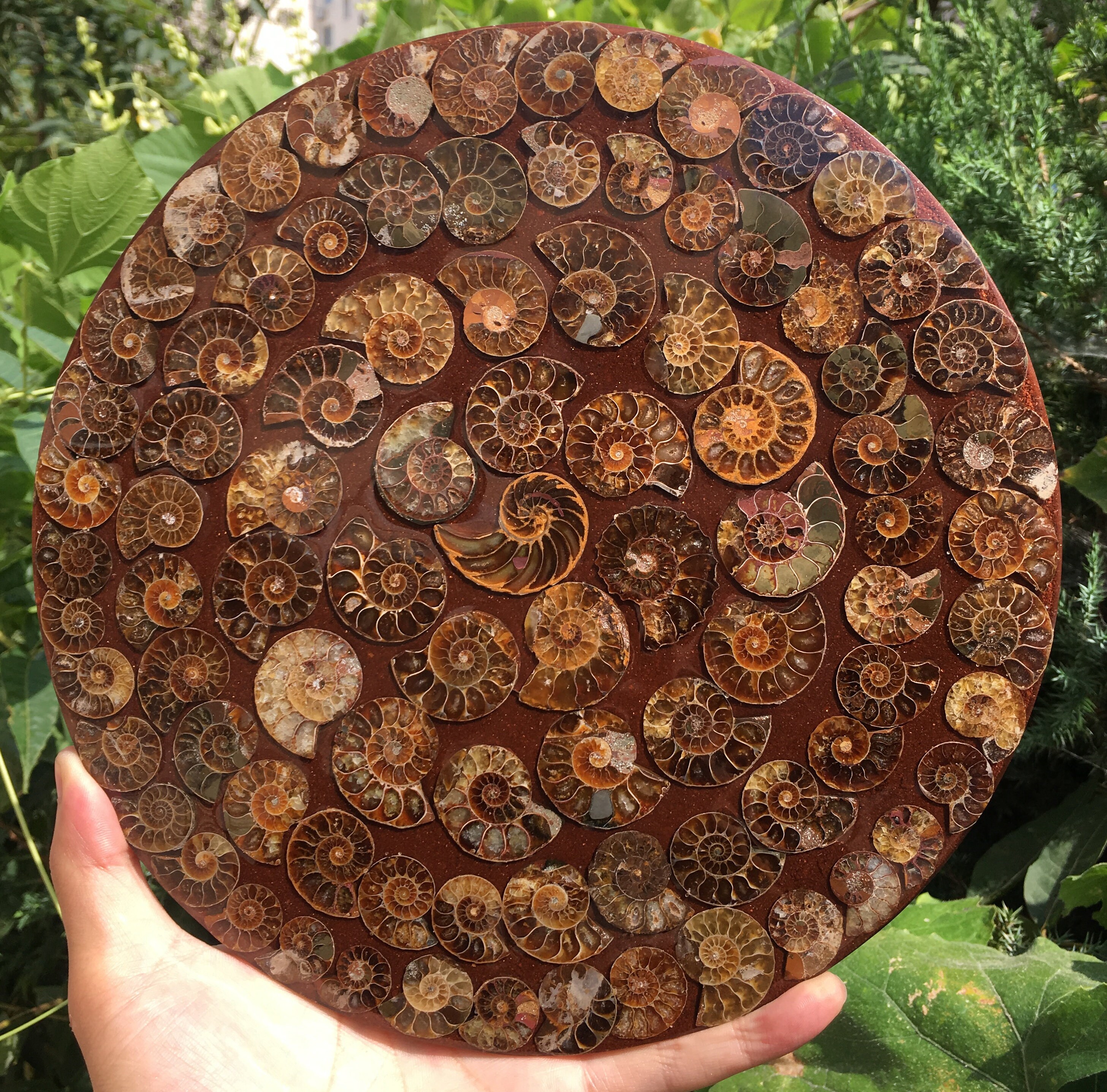 Ammonite Shell Jurassic Fossil Disk Half CUT / From Madagascar/110 ...