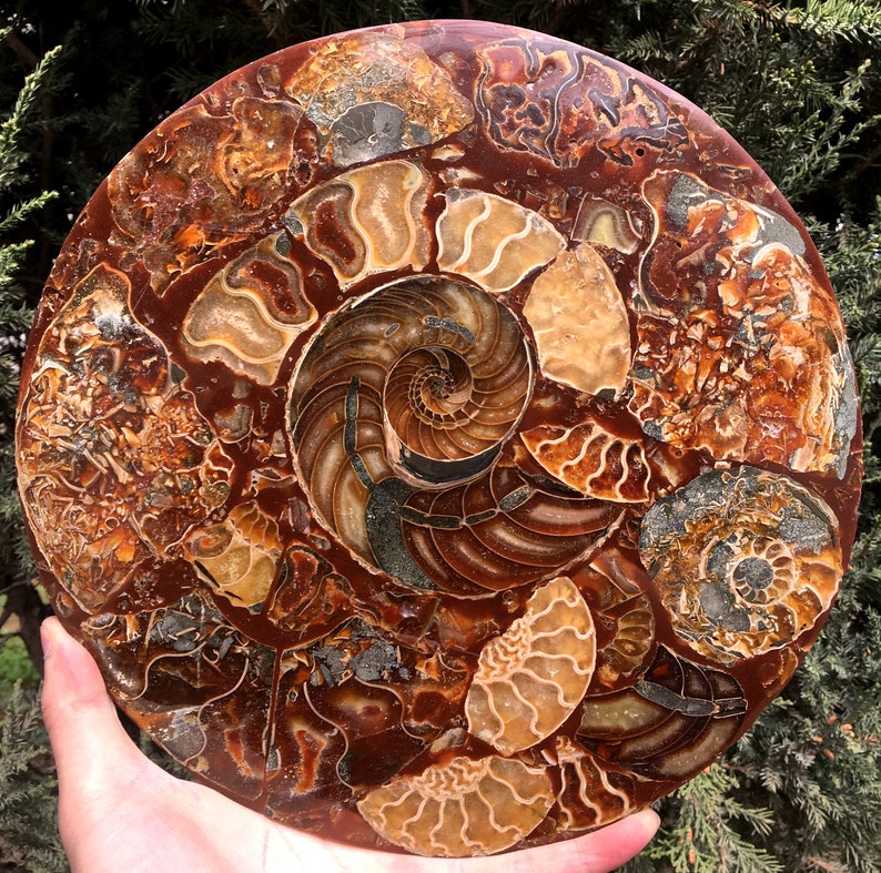 Ammonite Shell Jurassic Fossil Disk Half CUT / From - Etsy