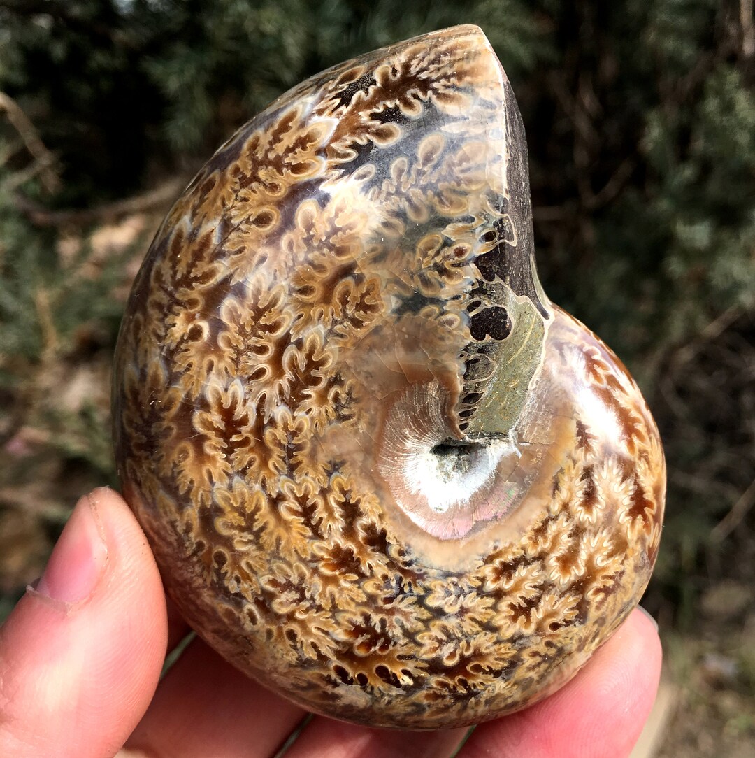 Large Ammonite/polished Ammonite/natural Ammonite/fossils/healing ...