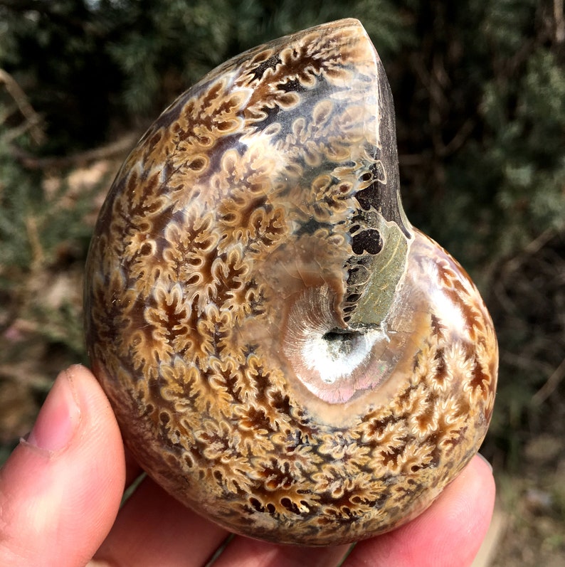Large Ammonite/polished Ammonite/natural Ammonite/fossils/healing ...