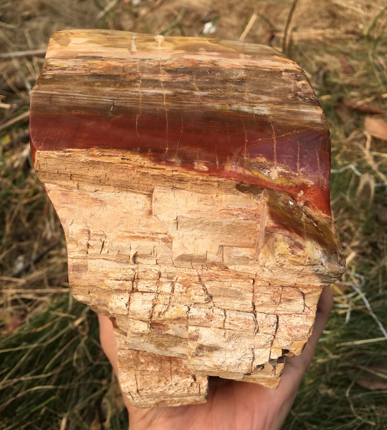 Large Petrified Wood Stone/petrified Wood Free Shape/mineral - Etsy