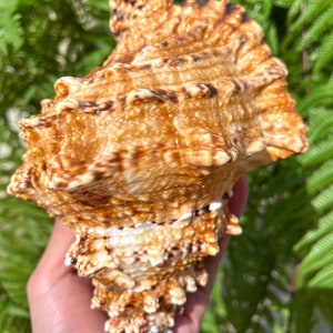 Natural Large Sea Snail Decoration/big Seashell Decor/sea Shell/snail ...