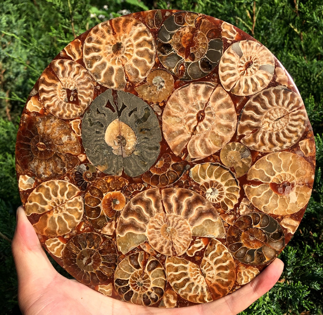 Ammonite Shell Jurassic Fossil Disk Half CUT / From Madagascar/110 ...