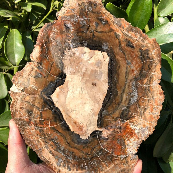 Petrified Wood - Etsy