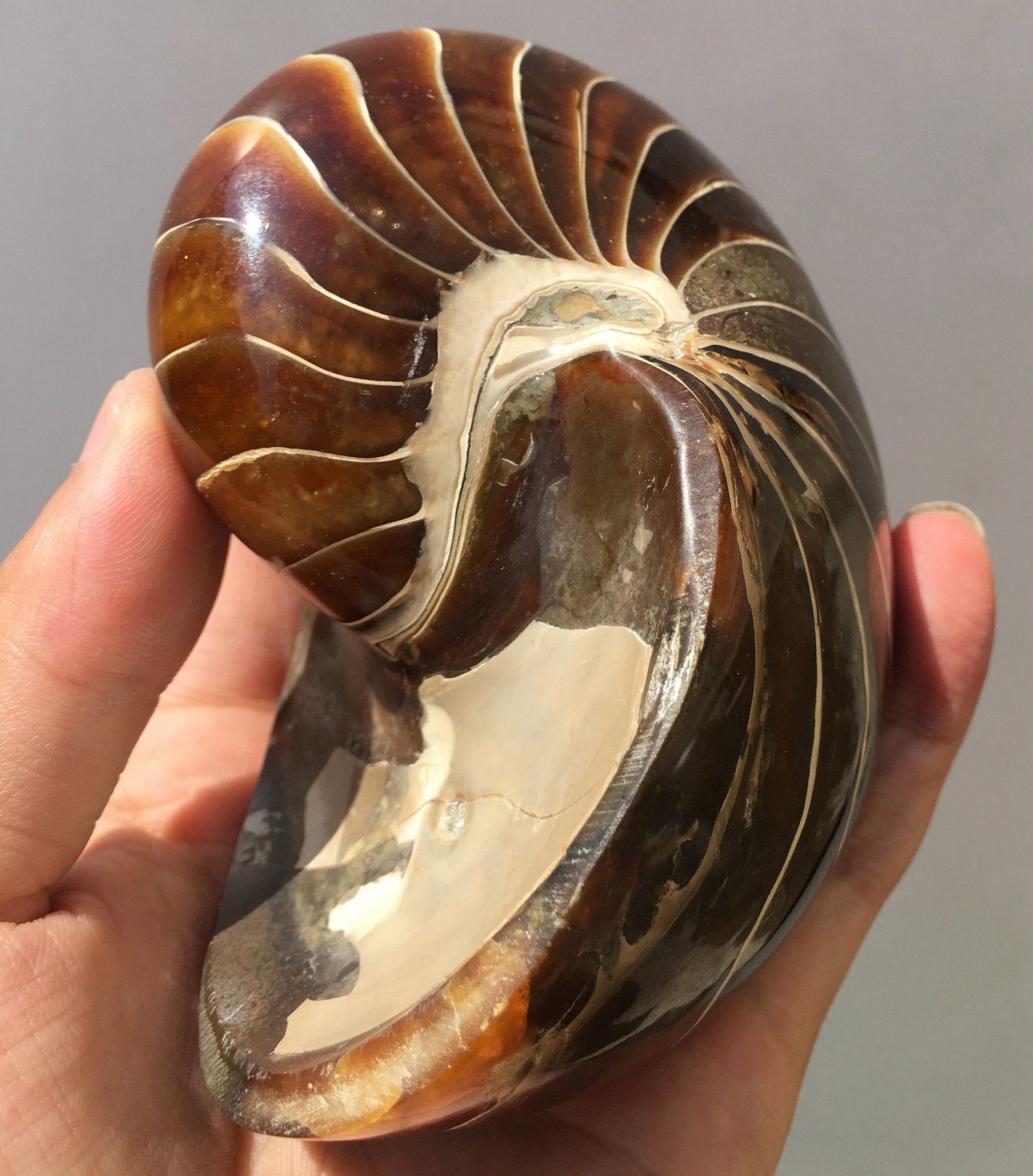 Large Ammonite/polished Ammonite/natural - Etsy