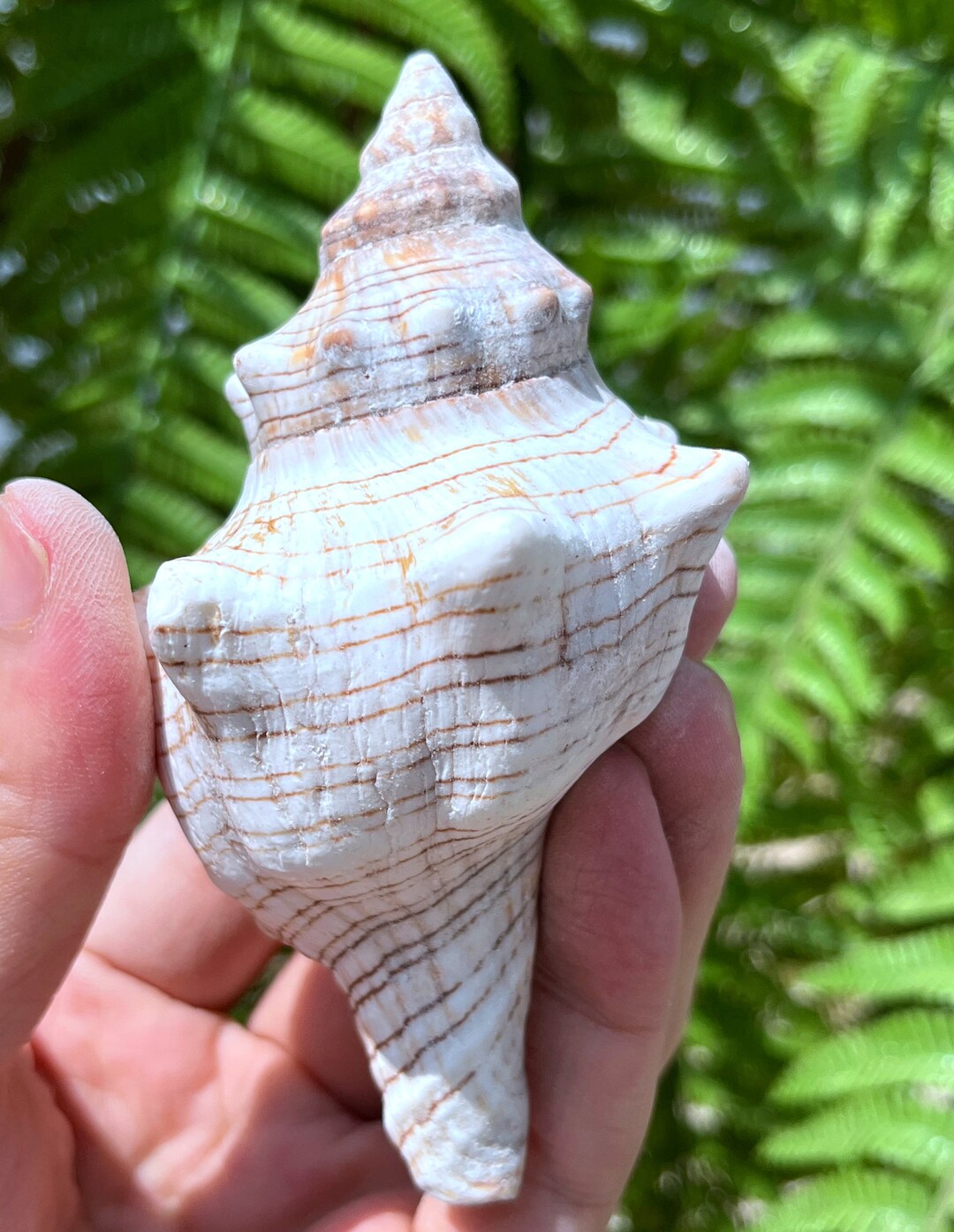 Natural Large Sea Snail Decoration/big Seashell Decor/sea Shell/snail ...
