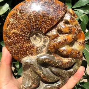 Fine Polishing Ammonite Can Stand Up/whole Ammonite Fossil/authentic ...