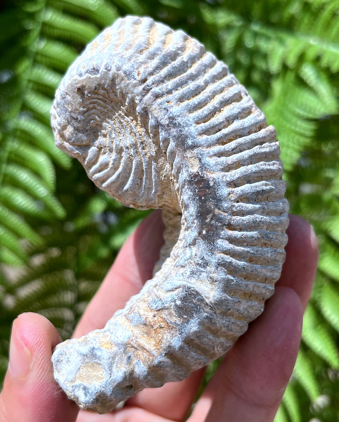 Fossil Zigzag Oysters Shells Fossil/natural Oysters Fossil/natural ...