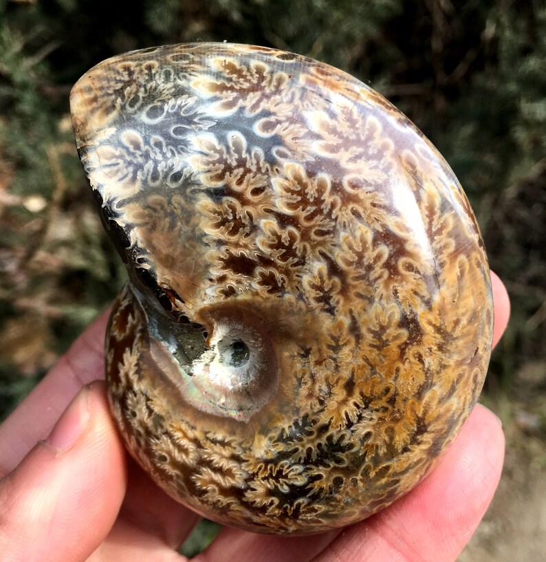 Large Ammonite/polished Ammonite/natural Ammonite/fossils/healing ...