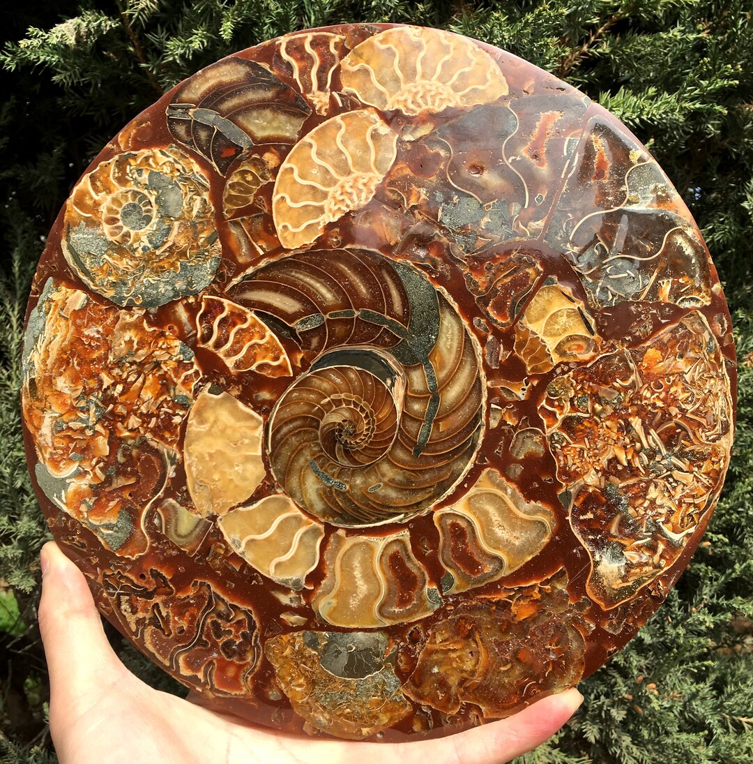 Ammonite Shell Jurassic Fossil Disk Half CUT / From Madagascar/110 ...