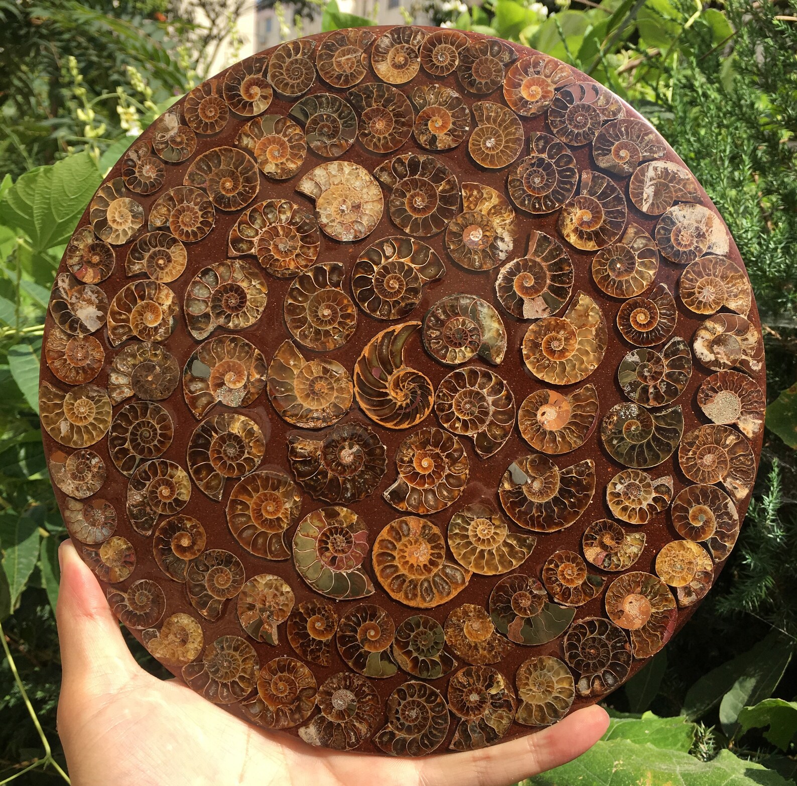 Ammonite Shell Jurassic Fossil Disk Half CUT / From Madagascar/110 ...