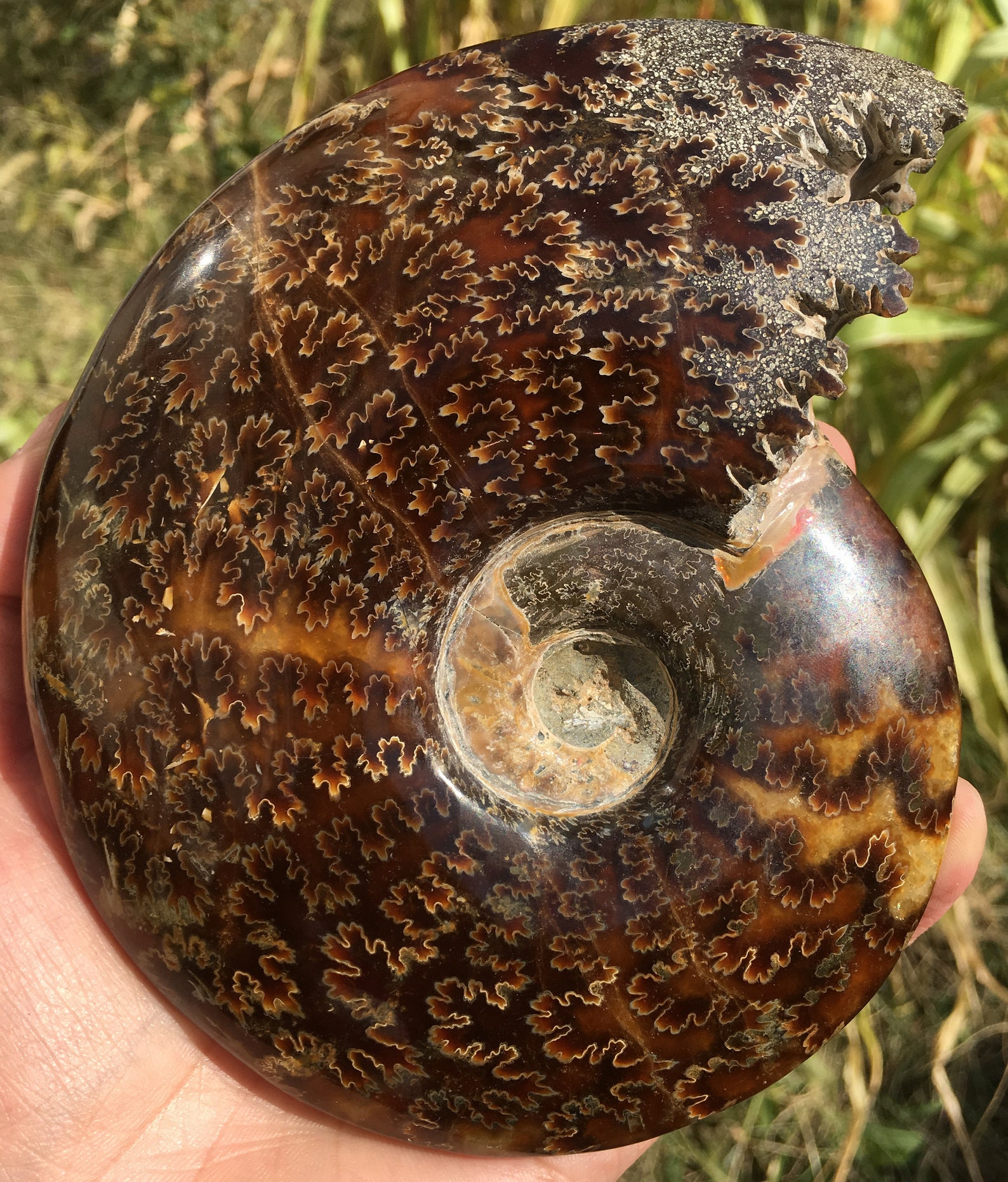 Fine polishing Ammonite / Whole Ammonite Fossil / Authentic | Etsy