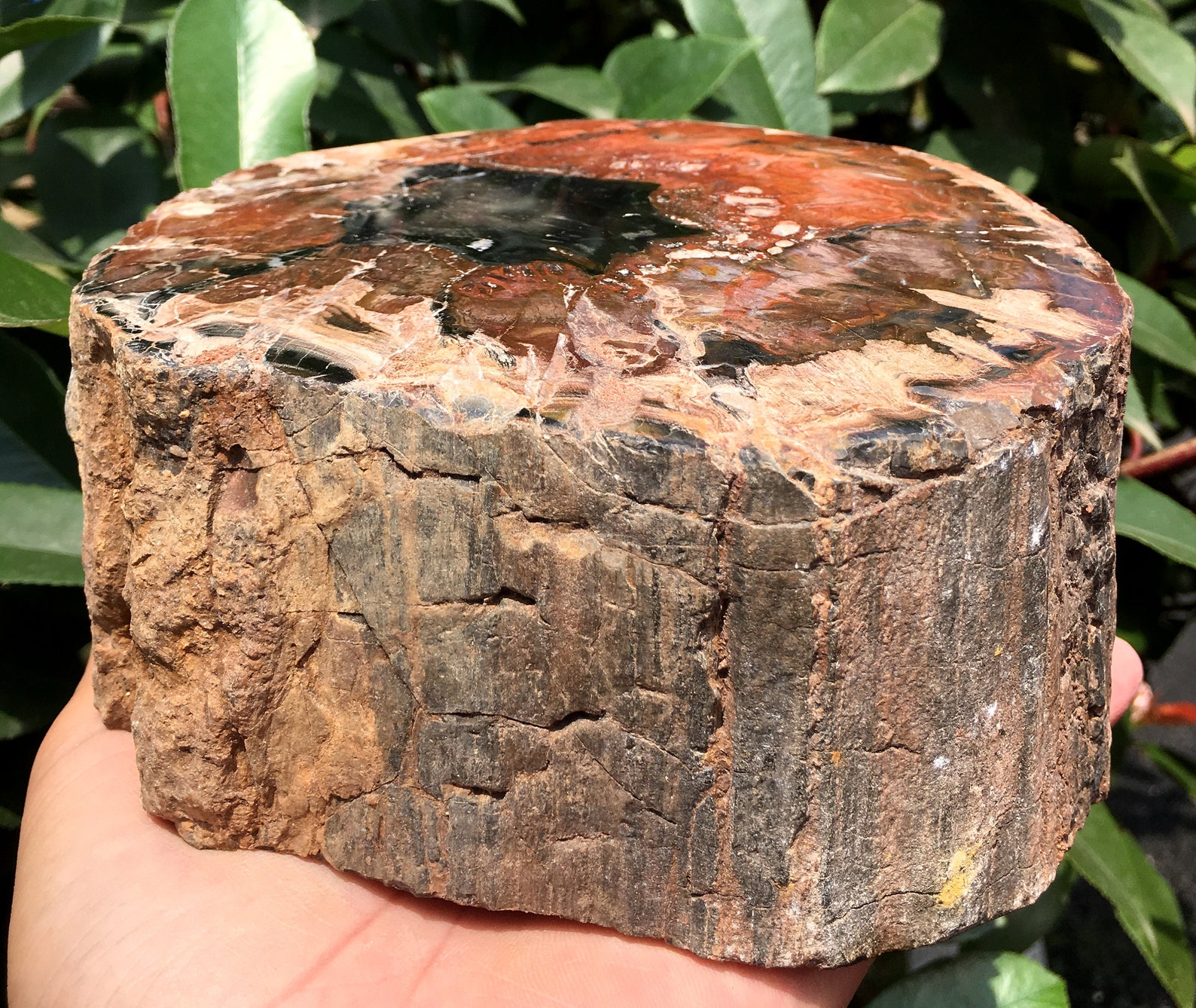 Large Petrified Wood Stone/petrified Wood Slice/wood Fossil Slab ...