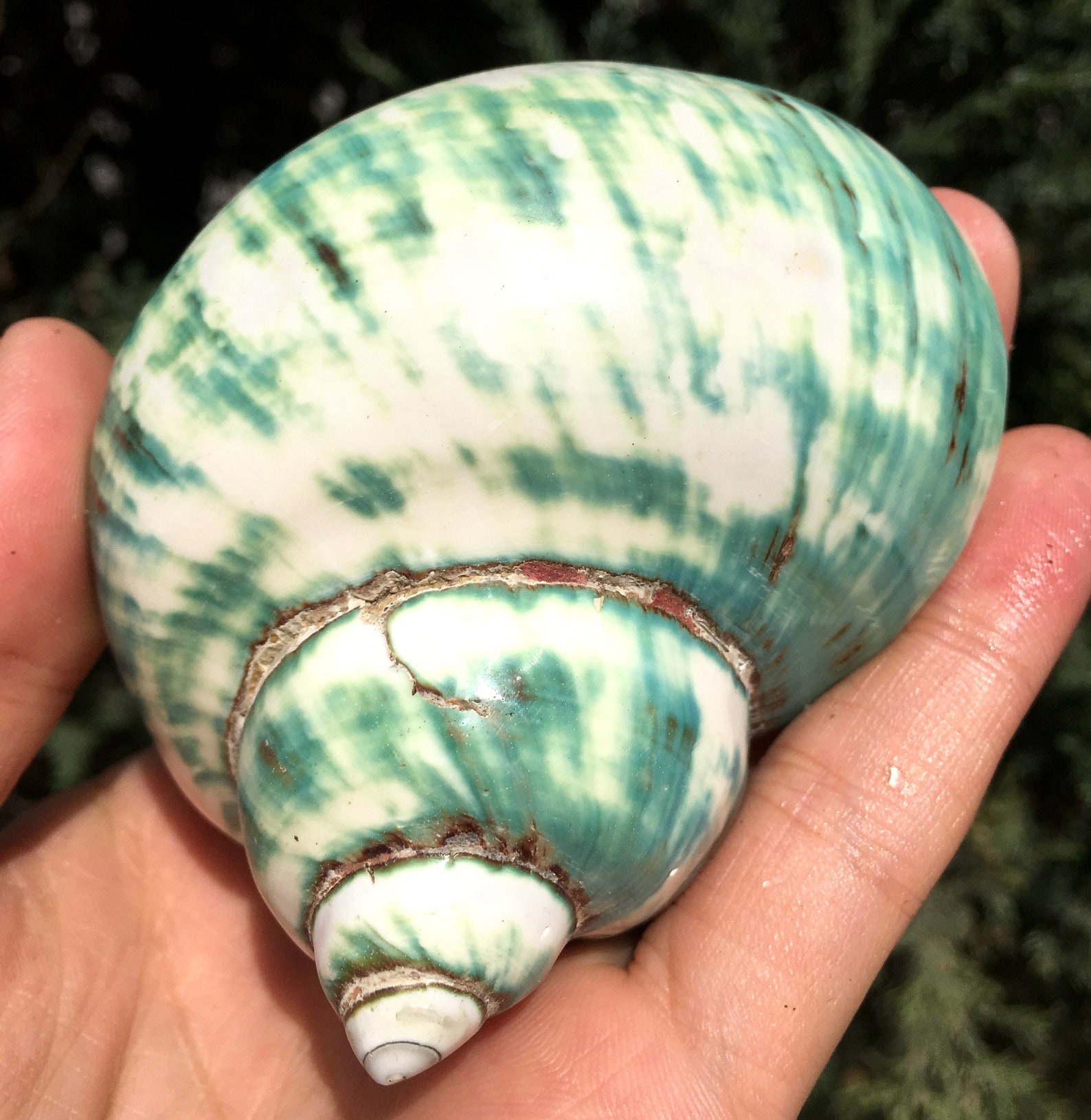 Natural Large Sea Snail Decoration/big Seashell Decor/sea - Etsy