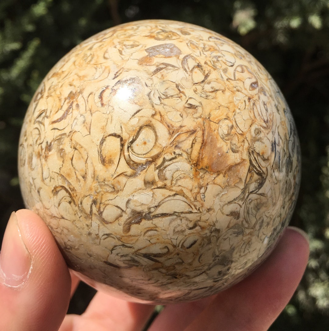 Natural Rare Coral Fossil Ball/coral Fossil Sphere/crystal Specimen ...