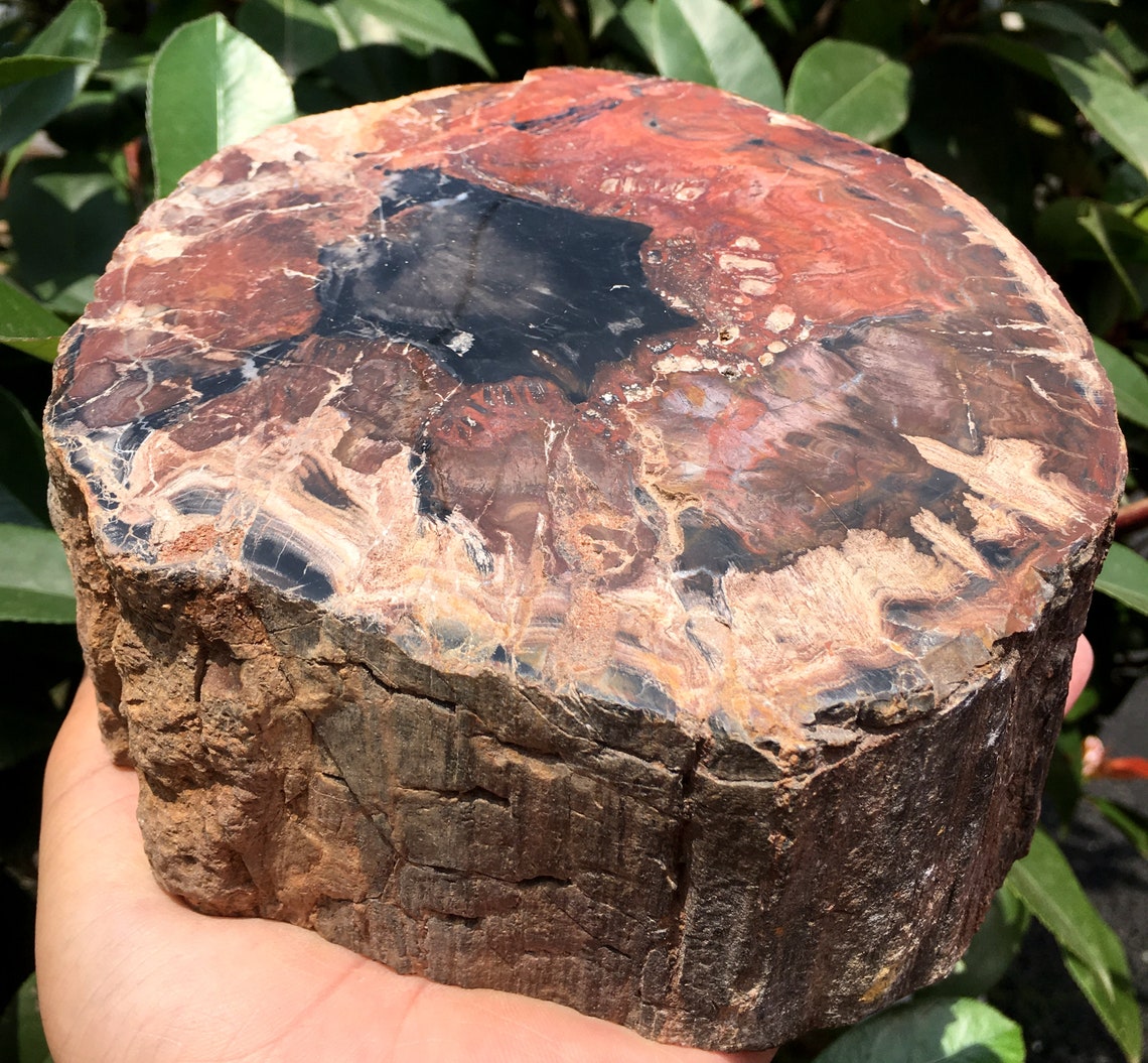 Large Petrified Wood Stone/petrified wood slice/Wood fossil | Etsy