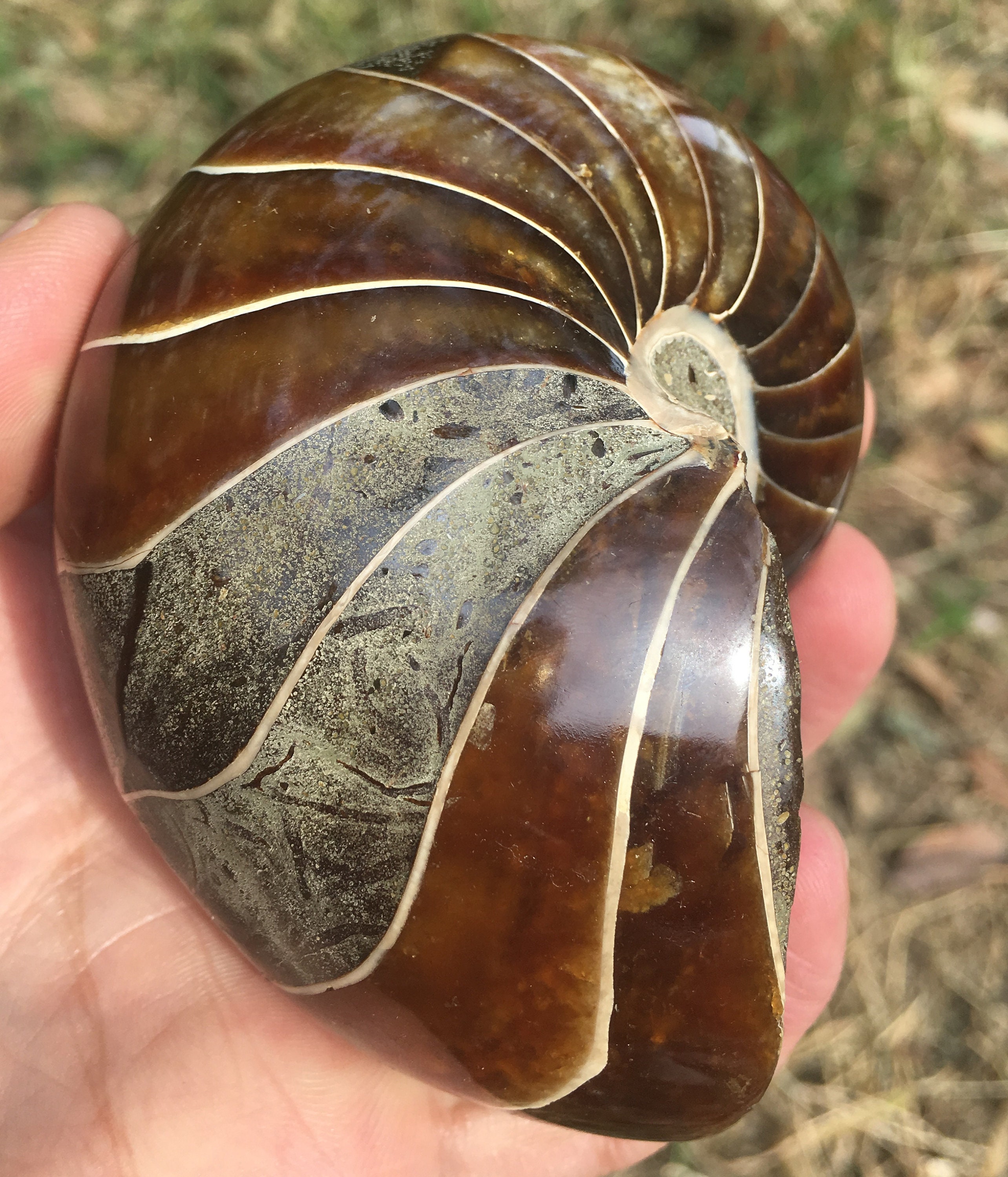 Large Ammonite/polished Ammonite/natural - Etsy UK