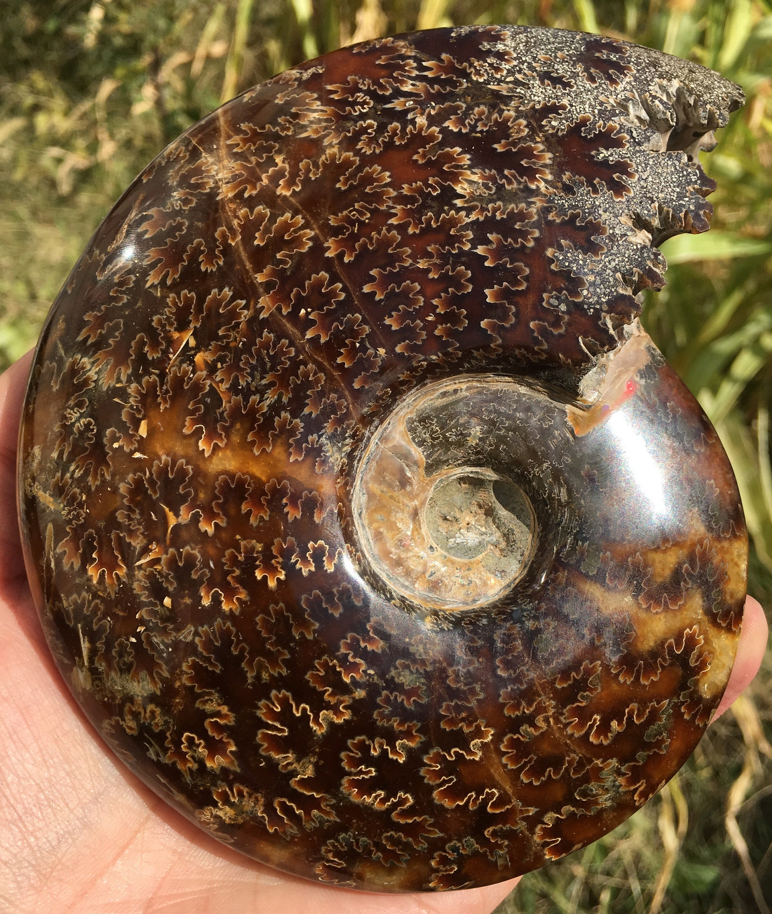 Fine polishing Ammonite / Whole Ammonite Fossil / Authentic | Etsy
