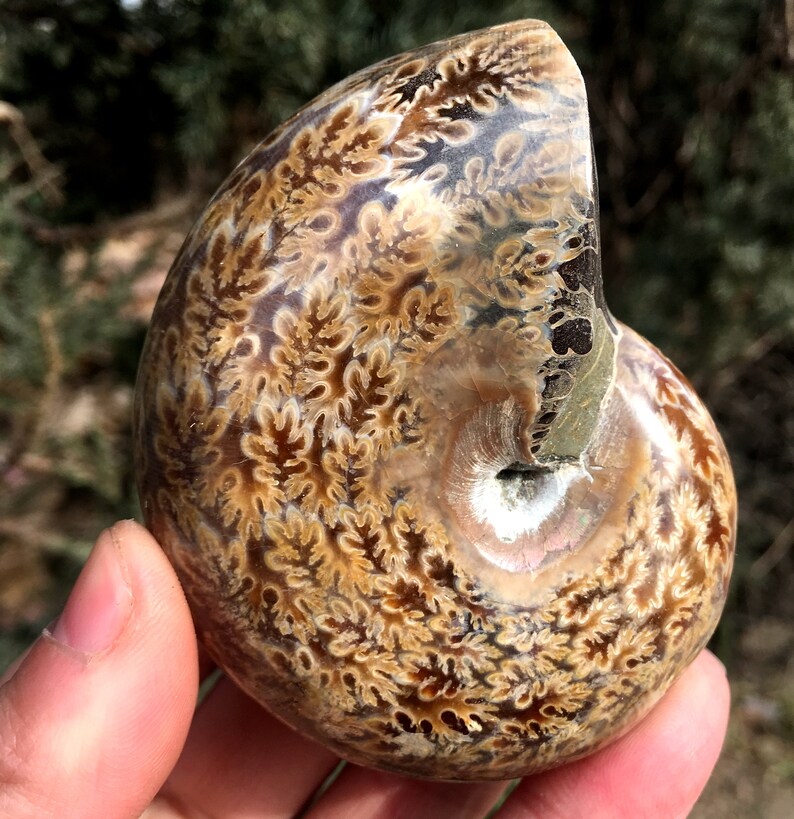 Large Ammonite/polished Ammonite/natural Ammonite/fossils/healing ...