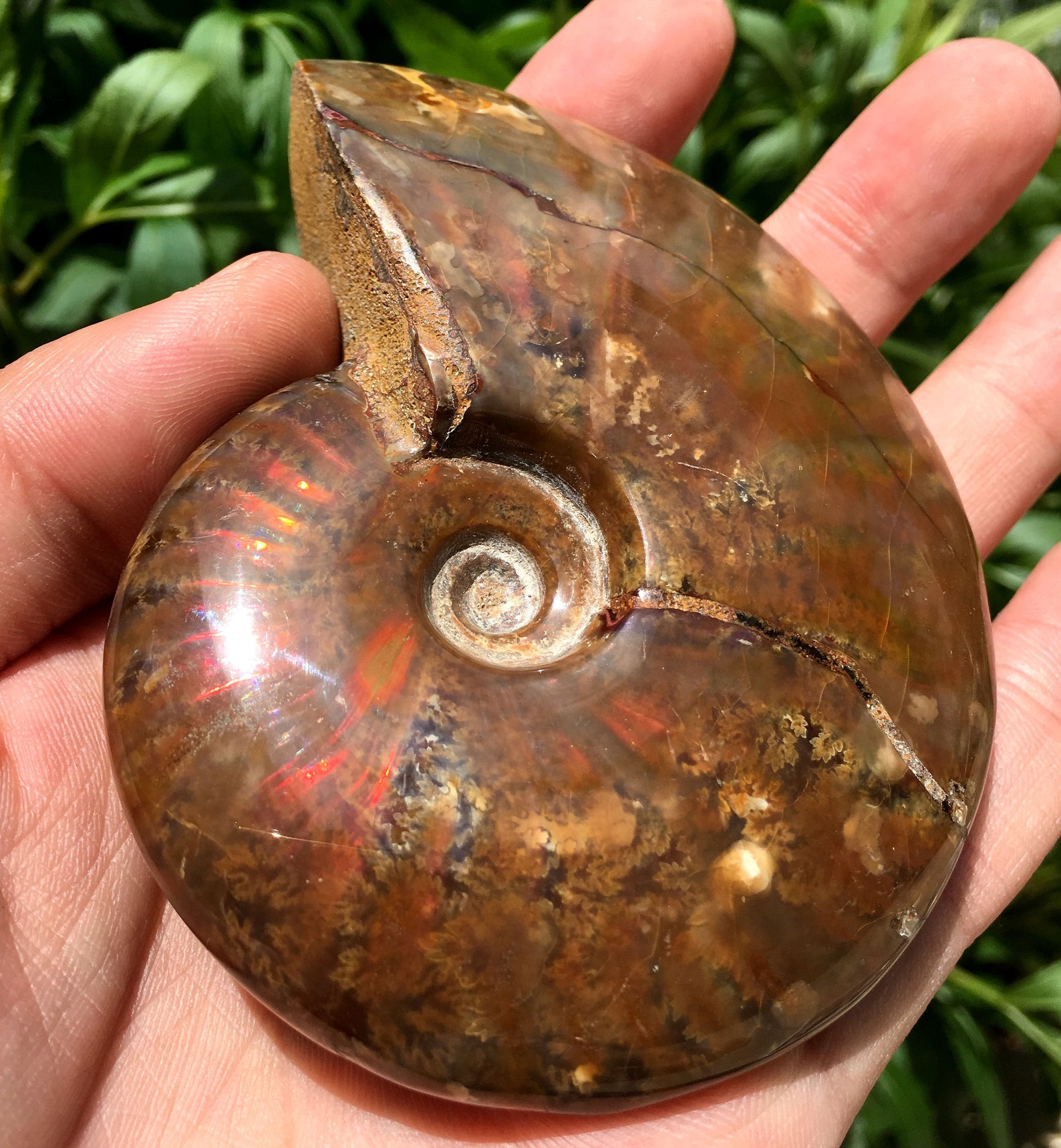 Large Iridescent Rainbow Ammonite /fire Opal Ammonite/natural - Etsy