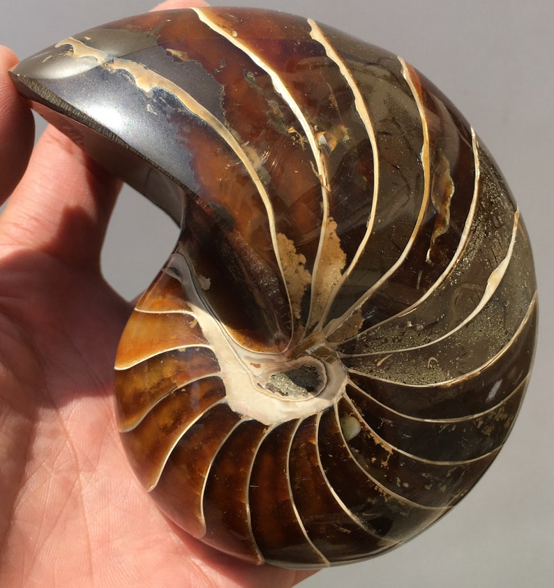 Large Ammonite/polished Ammonite/natural - Etsy