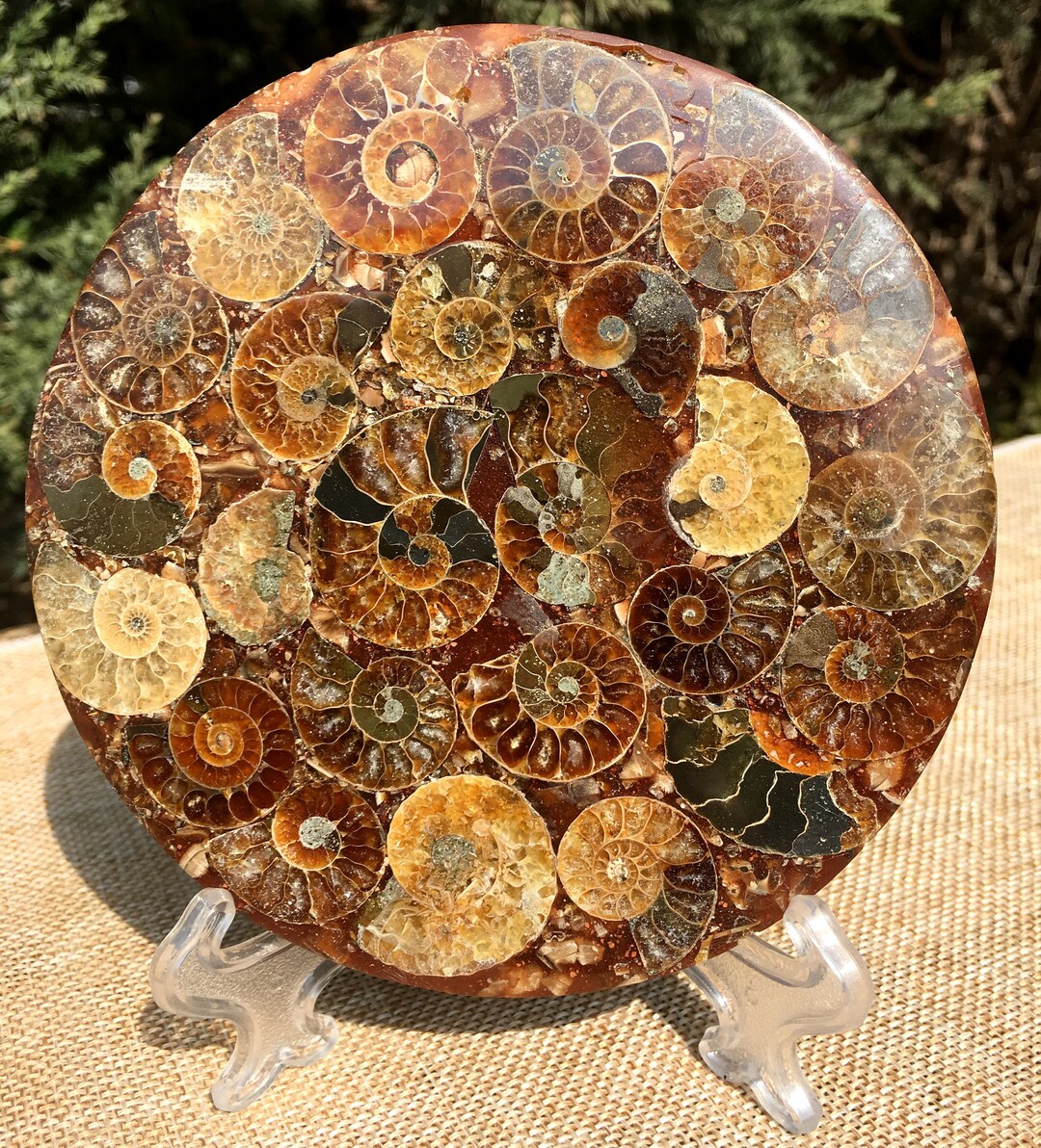 Ammonite Shell Jurassic Fossil Disk Half CUT / From Madagascar/110 ...