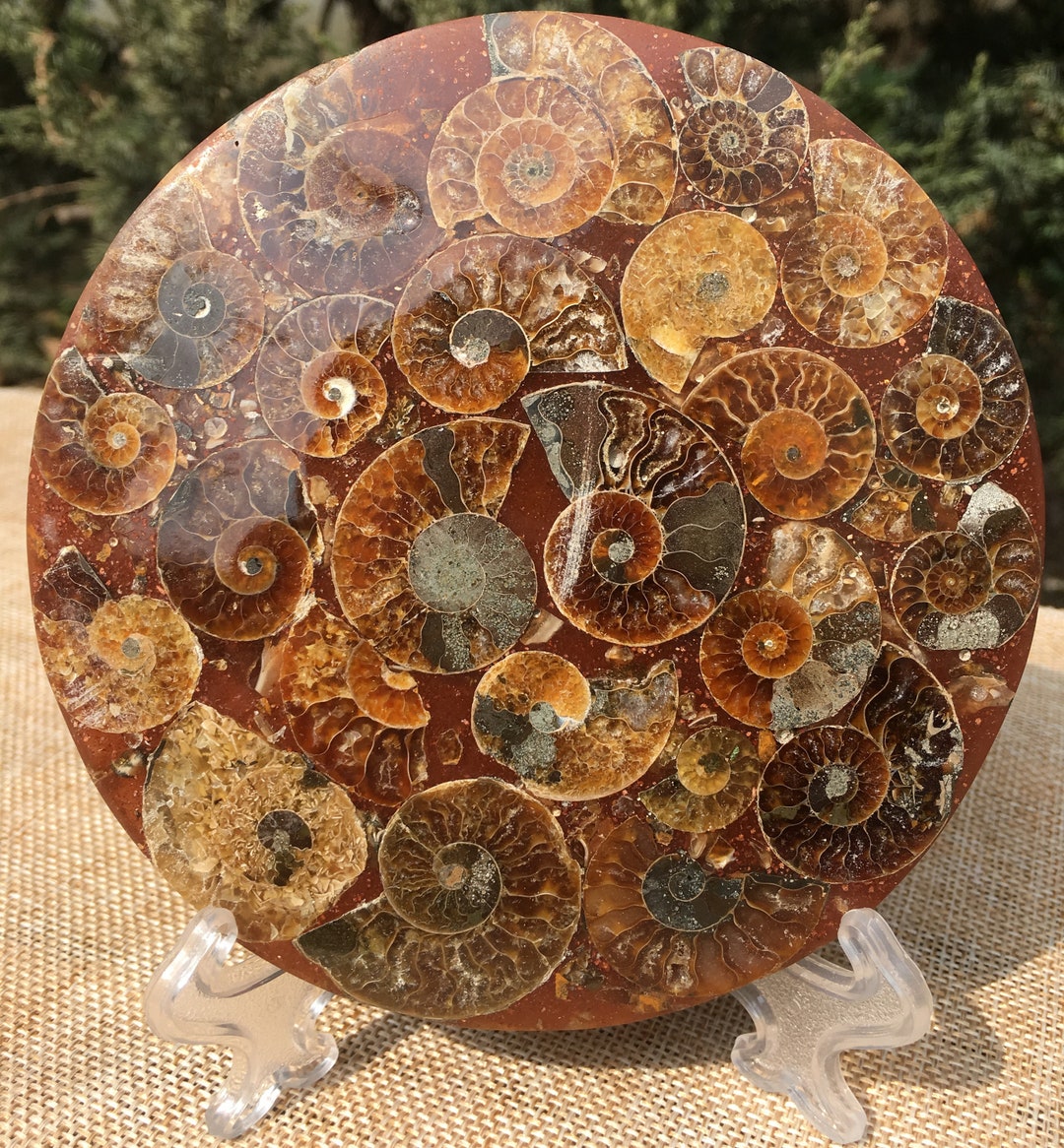Ammonite Shell Jurassic Fossil Disk Half CUT / From Madagascar/110 ...