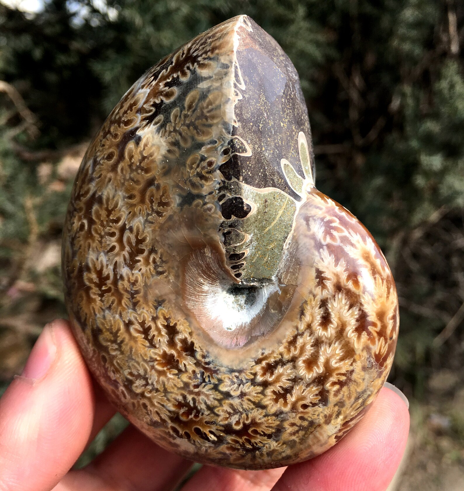 Large Ammonite/polished Ammonite/natural - Etsy