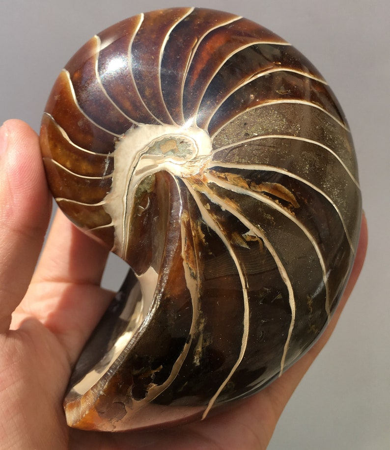 Large Ammonite/polished Ammonite/natural Ammonite/fossils/healing ...