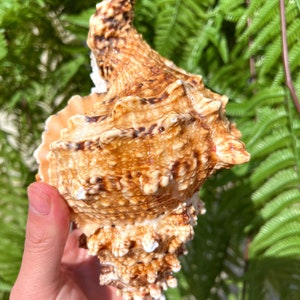 Natural Large Sea Snail Decoration/big Seashell Decor/sea Shell/snail ...
