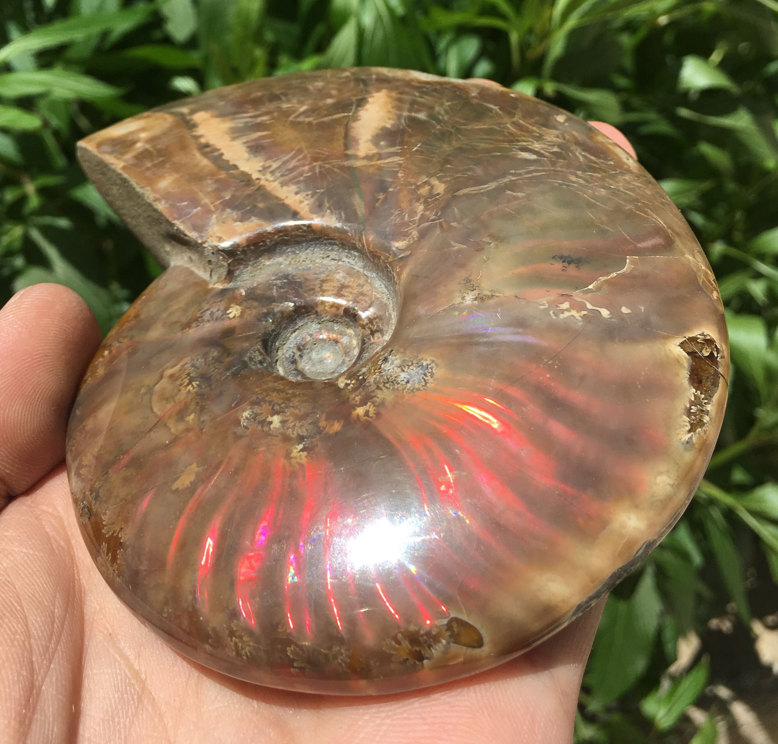 Large Iridescent Rainbow Ammonite /fire Opal Ammonite/natural - Etsy