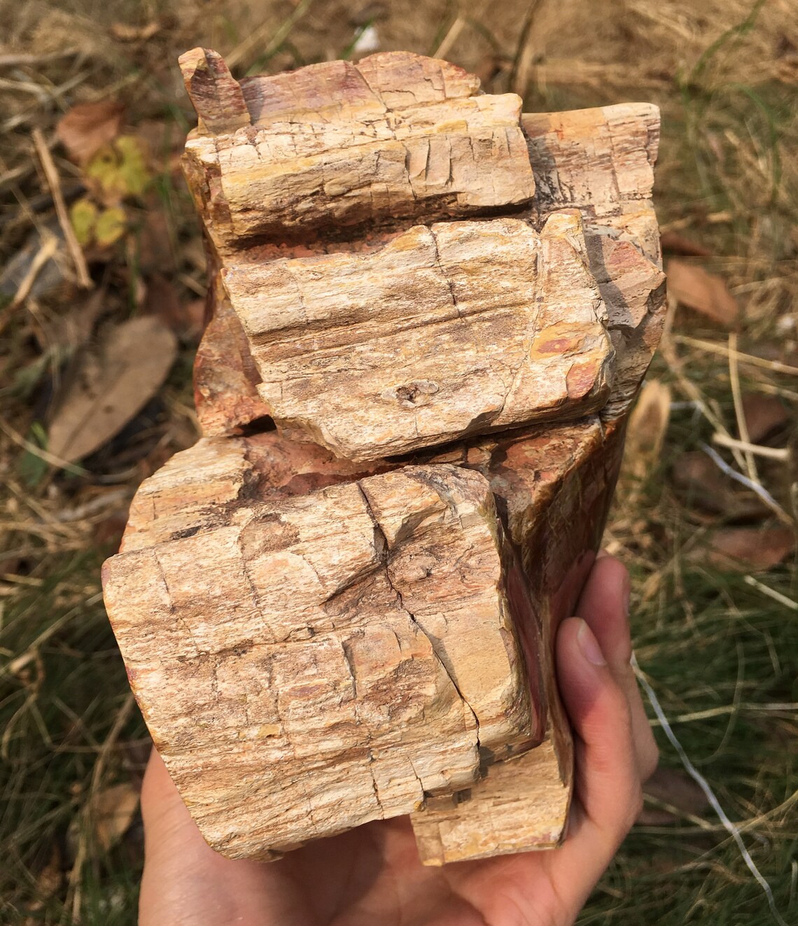 Large Petrified Wood Stone/petrified wood Free shape/mineral | Etsy