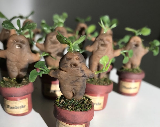 Baby Mandragora Miniature Caution - Etsy