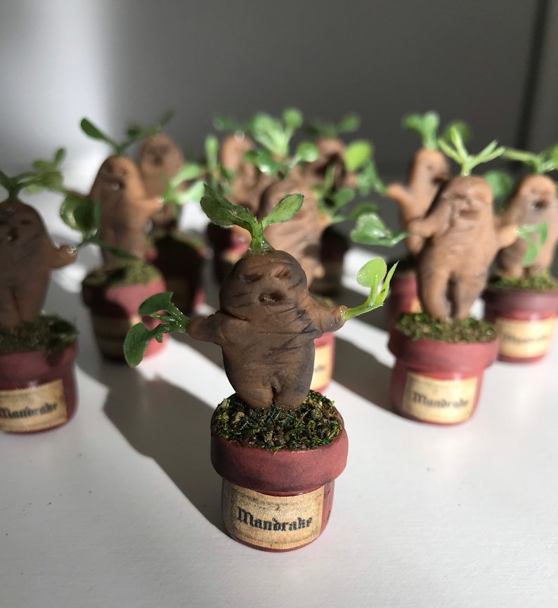 Baby Mandragora Miniature Caution - Etsy