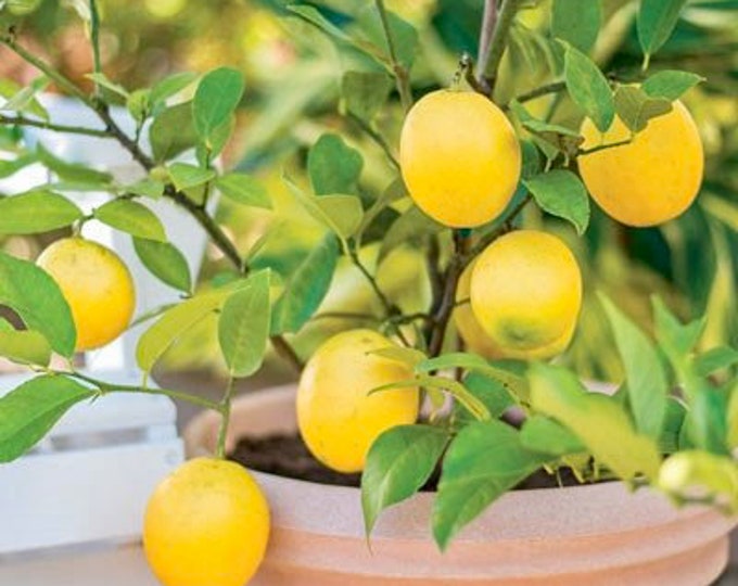 Dwarf Lemon Tree Seedling, Lemon Bonsai - Etsy