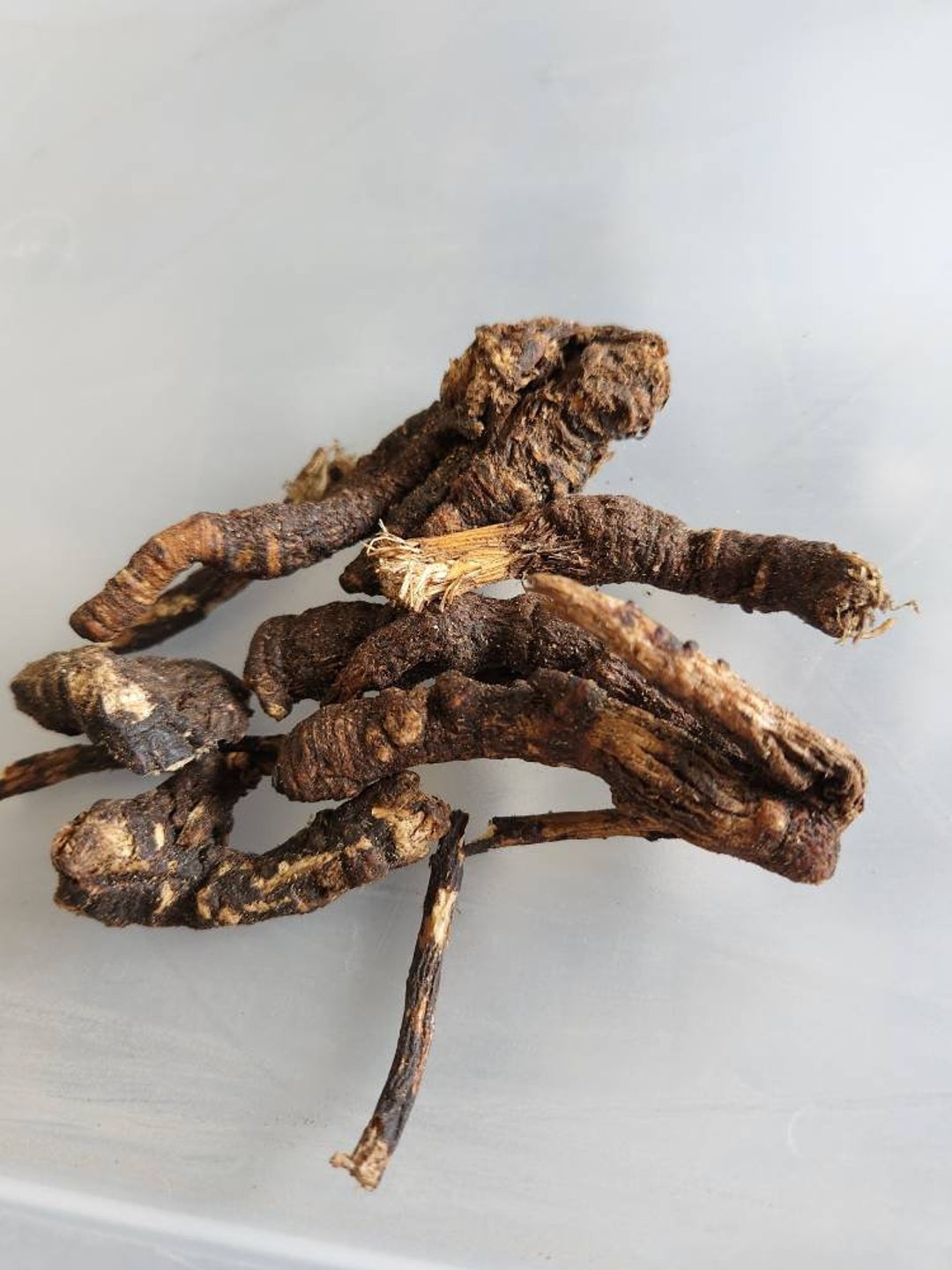Bear Root(osha) 1oz - Etsy