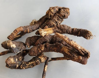 3oz Osha Root Chuchupate Bear Root Ligusticum Porteri - Etsy